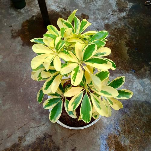 Jual tanaman walisongo variegata - tanaman wali songo varigata kuning ...