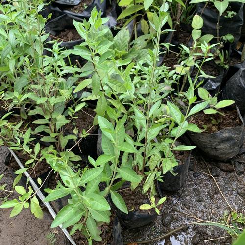 Jual Bibit Pohon Henna - Tanaman Pacar Kuku - Daun Hena - Kota Bogor ...