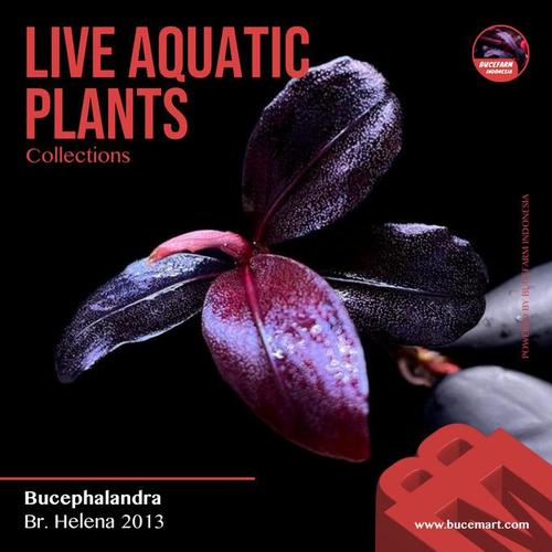 Jual Bucephalandra Buce Brownie Helena 2013 - Tanaman Hias Aquascape ...