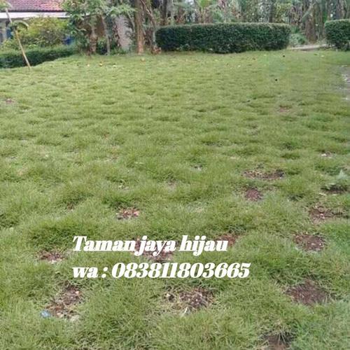 Jual rumput jepang/ peking ukuran 1x1 meter - Kab. Bogor - Taman Jaya ...