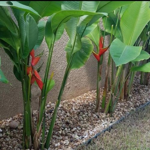 Jual tanaman hias pisang karibay tinggi 1 meter - Kota Depok ...