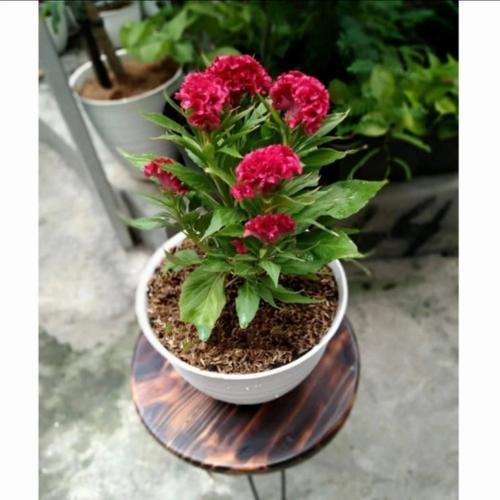 Jual Tanaman Hias Bunga Jengger Ayam / Celosia / Berbunga + Pot Putih ...