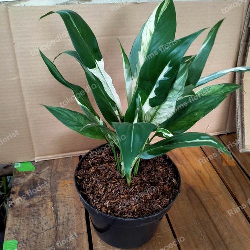 Jual tanaman bunga peace lily variegata/tanaman sepatu pilum variegata ...