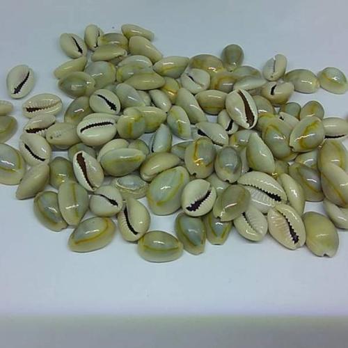 Jual Biji congklak kerang asli isi 100 gram - Kota Surabaya - EDUKASI ...