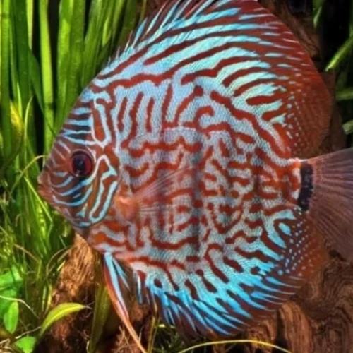 Jual ikan discus turquoise red ikan hias aquarium ikan aquascape discus ...