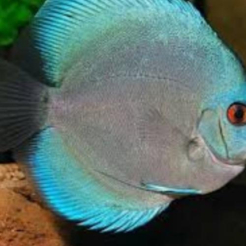 Jual ikan discus blue diamond ikan hias aquarium ikan aquascape ikan ...