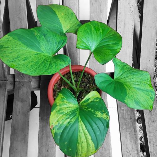 Jual homalomena pendula variegata - Kab. Purbalingga - Ghanim. plants ...