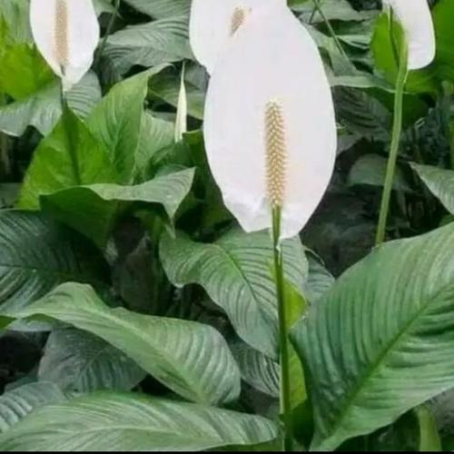 Jual Tanaman Hias Pace Lily Bunga Putih Tanaman Sepatu Filum - Kota ...