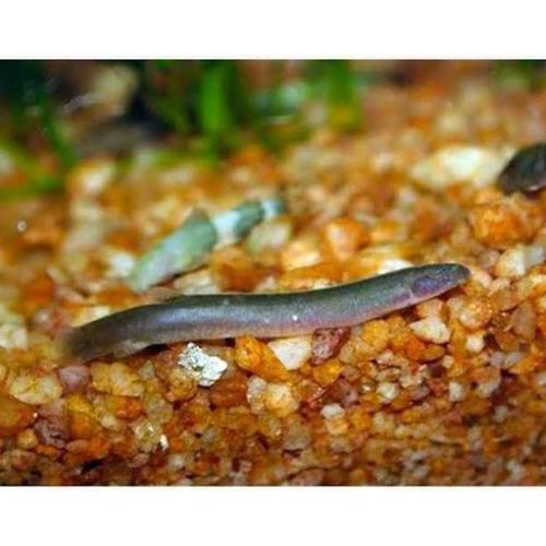 Jual Ikan Hias Black Kuhli Loach Hitam Original, - Kota Surabaya ...