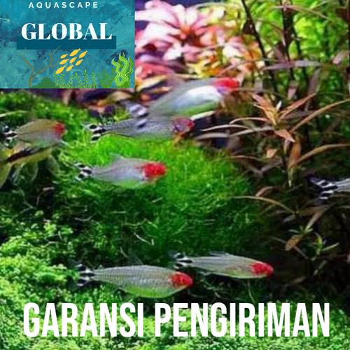 Jual ikan hias air tawar / Red nose UK M - Jakarta Barat - GLOBAL ...