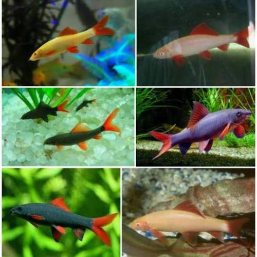Jual Ikan Hias Redfin Albino Redpin Hitam Original, - Albino kecil ...