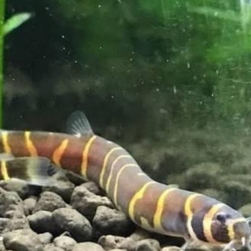 Jual ikan hias ikan kuhli loach ikan hias aquarium ikan aquascape ...