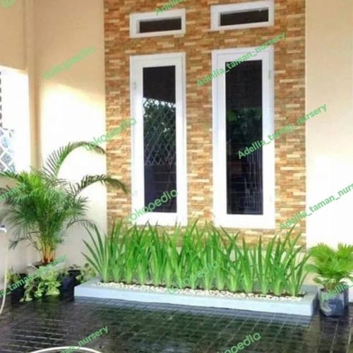 Jual Tanaman Hias Airis/Iris Bunga Kuning - Tanaman Rumah - Tanaman ...