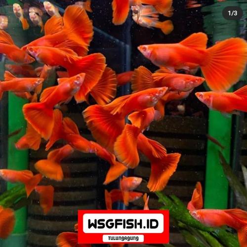 Jual Ikan Hias Guppy Afr (Albino Full Red) Remaja Original, - MALE (JANTAN), REMAJA - Kota ...