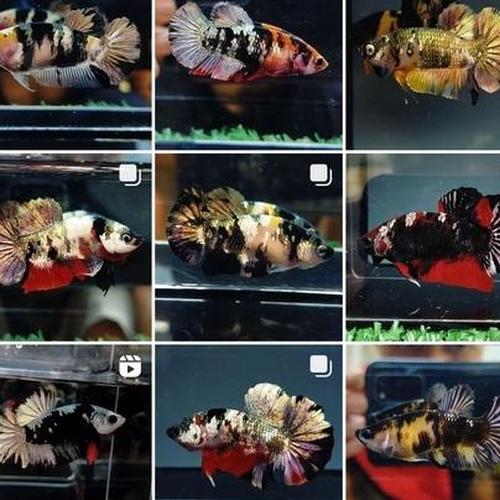 Jual Original Ikan Cupang Bettafish Betta All Cooper Series Red Koi Copper - Kota Surabaya ...
