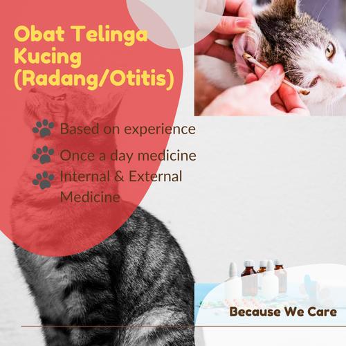 Jual Obat Radang Telinga Kucing (Otitis) - Kota Bekasi - Dokter Hewan ...