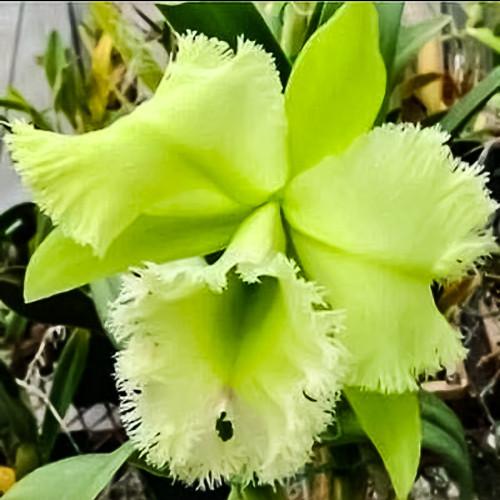 Jual Anggrek Cattleya Port Of Paradise - Kab. Bogor - Reika Nursery ...