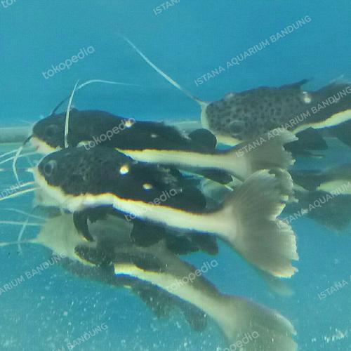 Jual ikan rtc red tail catfish tankmate / lele amazon - 14-15cm - Kota ...