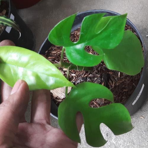 Jual tanaman tetra - Kota Tangerang Selatan - fidelya_plants | Tokopedia