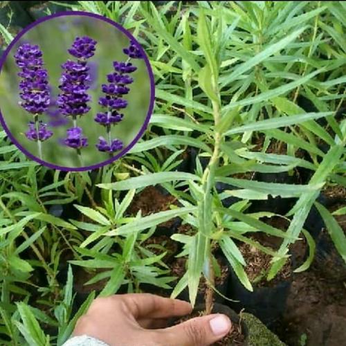Jual PROMO Bibit Tanaman Bunga Lavender Pengusir Nyamuk - Kota Surabaya ...