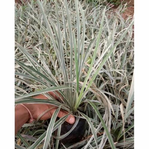 Jual Tanaman hias ilalang alang putih - Kota Depok - Ardaflora | Tokopedia