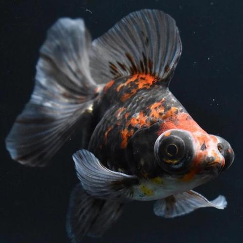 Jual ikan mas koki Teleskop Butterfly Grade High Quality - Jakarta ...