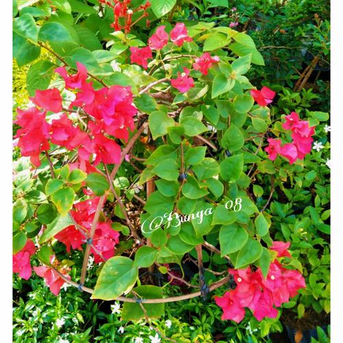 Jual Tanaman hias BOUGENVILLE / BUNGA KERTAS / BUNGA BOUGENVILLE MERAH ...