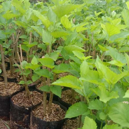 Jual tanaman murbey pohon - Kab. Bogor - MALA TAMAN | Tokopedia