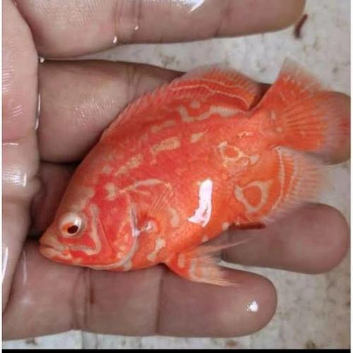 Jual oscar nemo red chili - Jakarta Timur - water park | Tokopedia