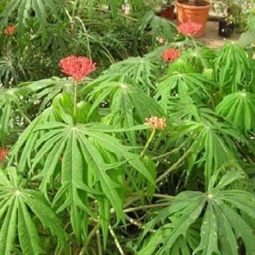 Jual TANAMAN OBAT JARAK TINTIR ( YODIUM ) -TERBARU - Kab. Badung ...