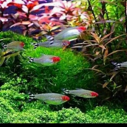 Jual red nose tetra - Kota Depok - Painting Aquarium | Tokopedia