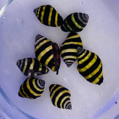 Jual Keong tawon air laut / bumblebee snail (pembasmi vermetid worm ...