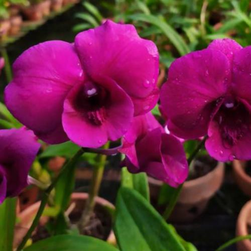 Jual Dendrobium Princess Diana DEWASA - Kota Depok - Sandi Orchid ...