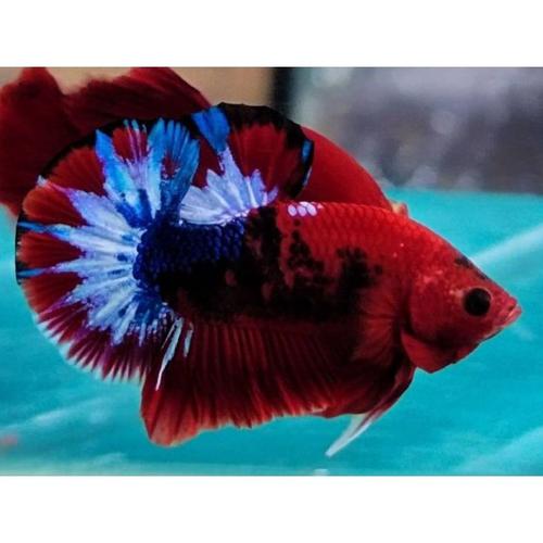Jual Best Ikan Cupang Plakat Hellboy Berkualitas Hiasan Aquarium ...