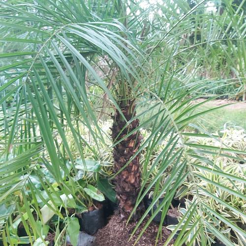 Jual Tanaman hias palem phoenix 1meter - Jakarta Barat - dayplant ...