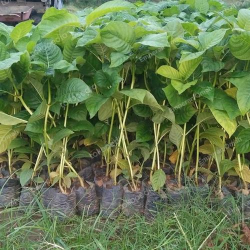 Jual Bibit Tanaman Pohon Jabon Super - Kab. Nganjuk - Emperan Omah ...