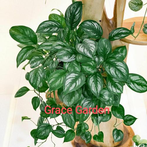 Jual Scindapsus Officinalis - Jakarta Utara - Grace Garden2 | Tokopedia