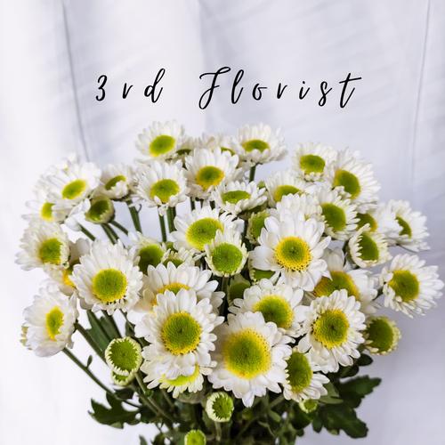 Jual Aster Puma Putih (Bunga Potong Segar JAKARTA) - Jakarta Barat ...