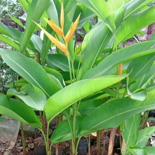 Jual Tanaman hias heliconia bunga kuning tinggi 1meter - Kota Depok ...