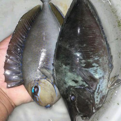 Jual ikan hias air laut - botana flaminggi/botana unicon - Jakarta ...