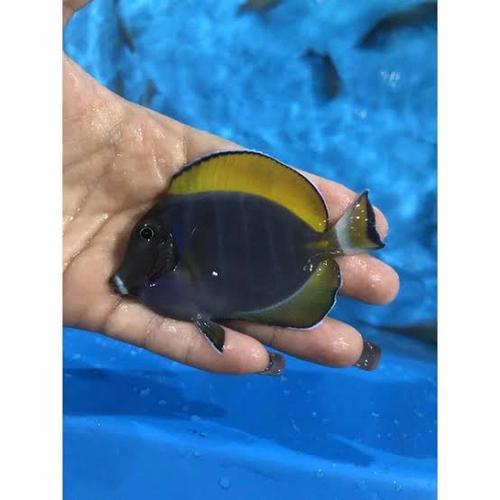 Jual ikan hias air laut - botana biru palsu - Jakarta Selatan - mandiri ...