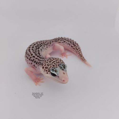 Jual super snow eclipse / sse / pied leopard gecko betina - Kota ...