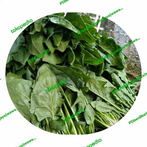 Jual sayur pocai horenzo - 1/2 kg - Kota Bandung - PDberdikariputrajaya ...