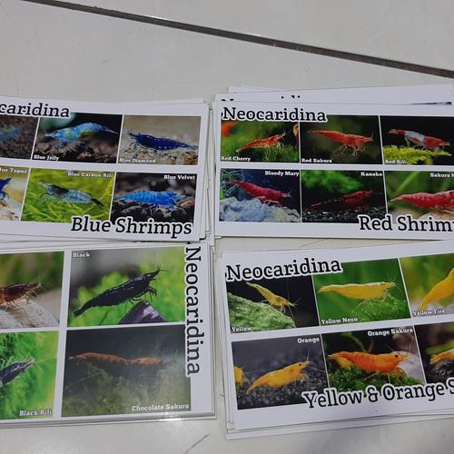 Jual Sticker Nama dan jenis Udang Caridina red blue yellow black - Kab ...