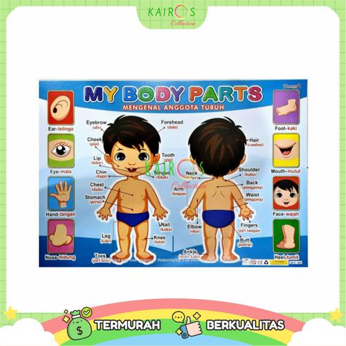 Jual Poster Edukasi Anak My Body Parts Mengenal Anggota Tubuh - Kota ...