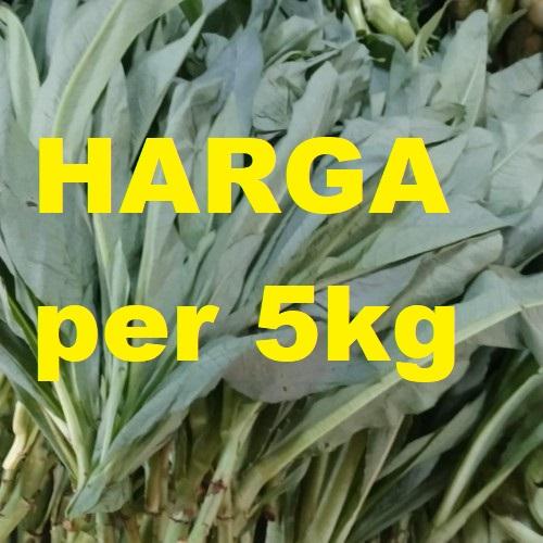 Jual 5kg Sayur Fumak Segar Fresh Kumak Kumek Makanan Kura Darat 5 Kg ...