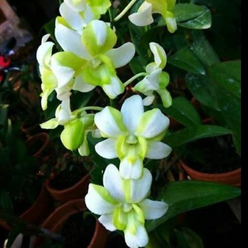 Jual [ DEWASA ] Dendrobium Liberty White : Pesona Anggrek Putih ...