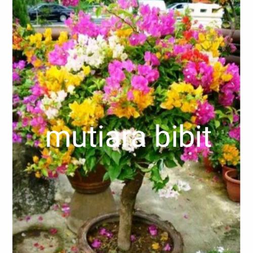 Jual Bibit tanaman bunga hias bugenvil 3 - Kab. Kediri - Duta Bibit ...