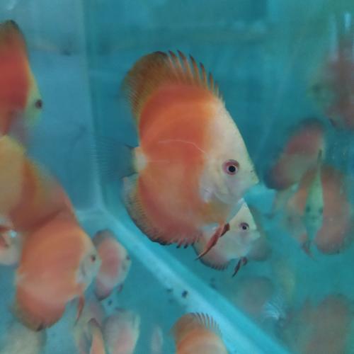 Jual discus Hb highbody buldog - Kab. Bogor - SNW discus | Tokopedia