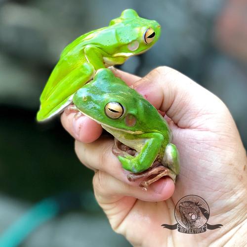 Jual White Lips Tree Frog - bukan pacman dumpy dart kodok katak bull amfibi - Kota Tangerang ...